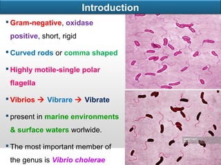 Vibrio Cholerae Gram Stain