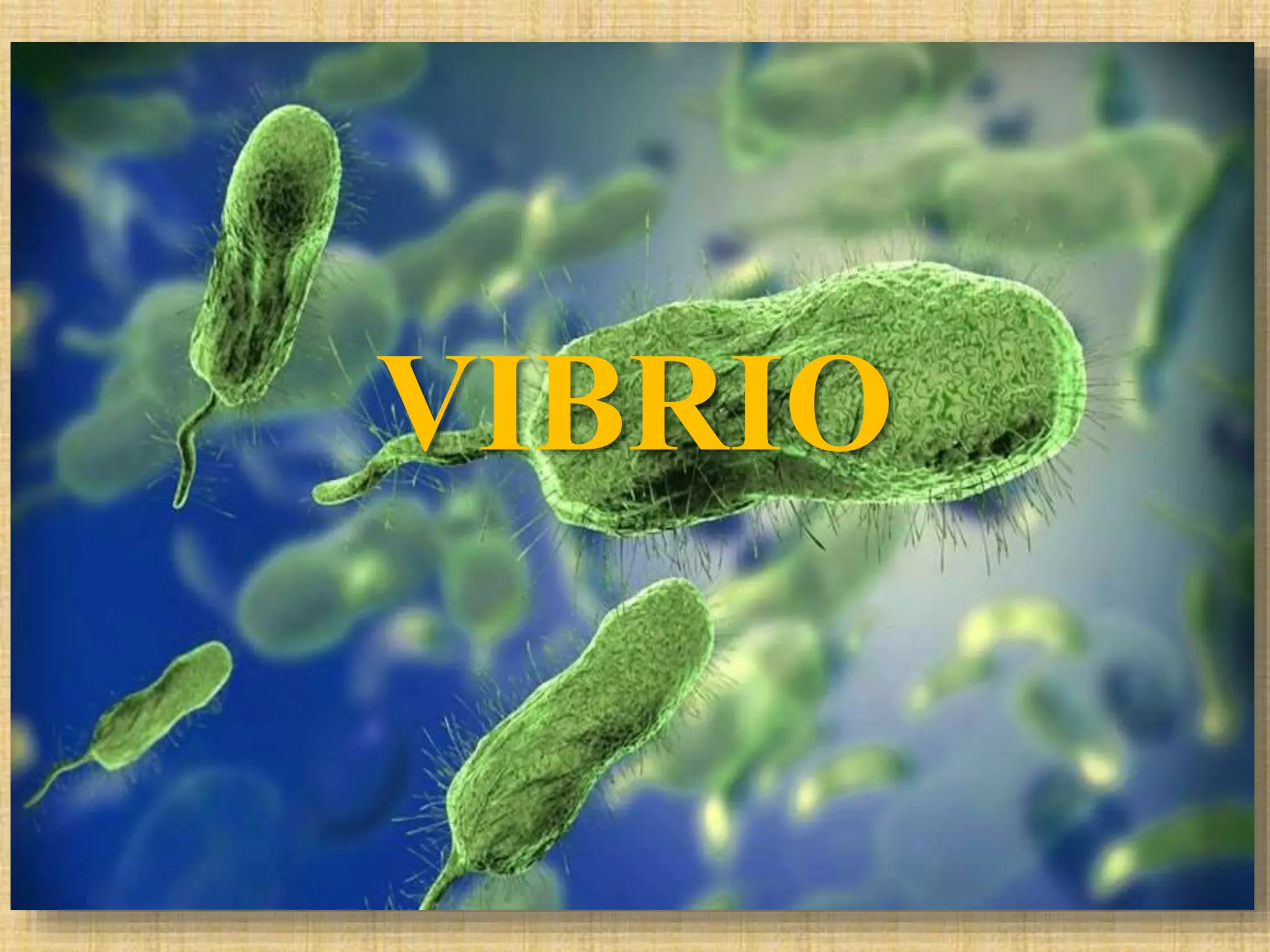 Vibrio the organism and laboratory diagnosis | PPTX