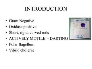 Vibrio the organism and laboratory diagnosis | PPTX