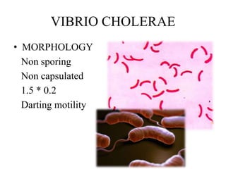 Vibrio the organism and laboratory diagnosis | PPTX