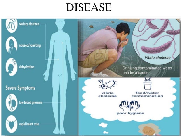 Vibrio the organism and laboratory diagnosis