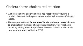 Vibrio microbiology revision notes | PPTX