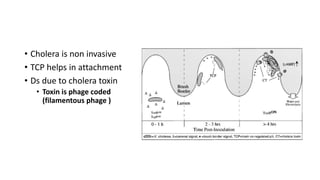 Vibrio microbiology revision notes | PPTX