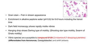 Vibrio | PPTX