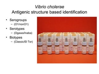 Vibrio campylobacter helicobacter_pseudomonas | PPT