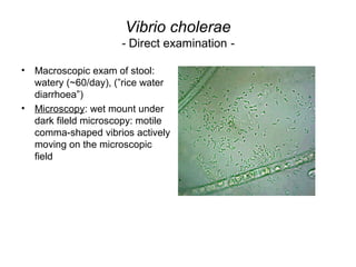 Vibrio campylobacter helicobacter_pseudomonas | PPT