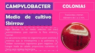 Vibrio,Campylobacter y Helicobacterp.pdf