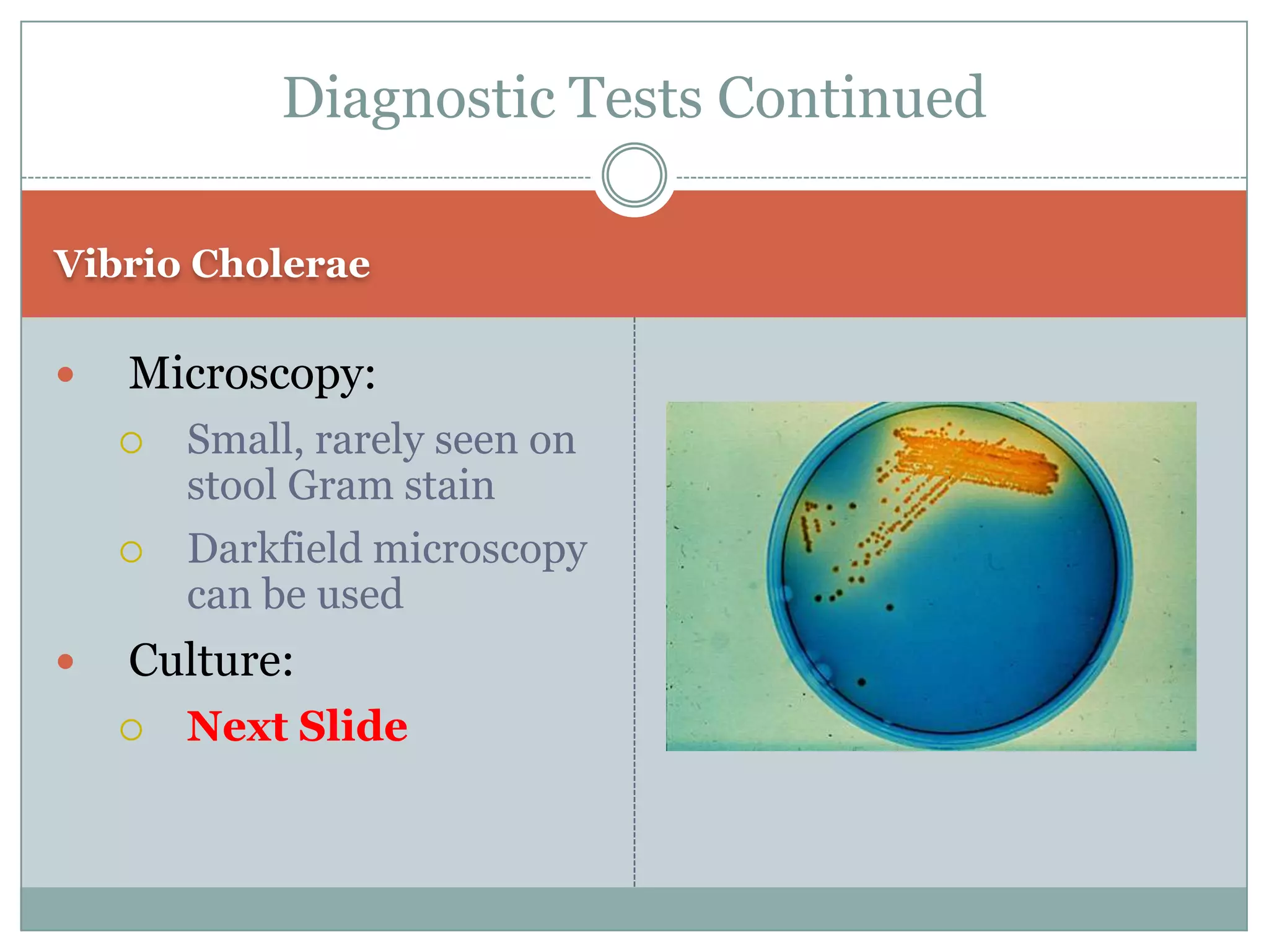 Vibrio cholera | PPTX