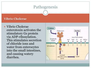 Vibrio cholera | PPTX