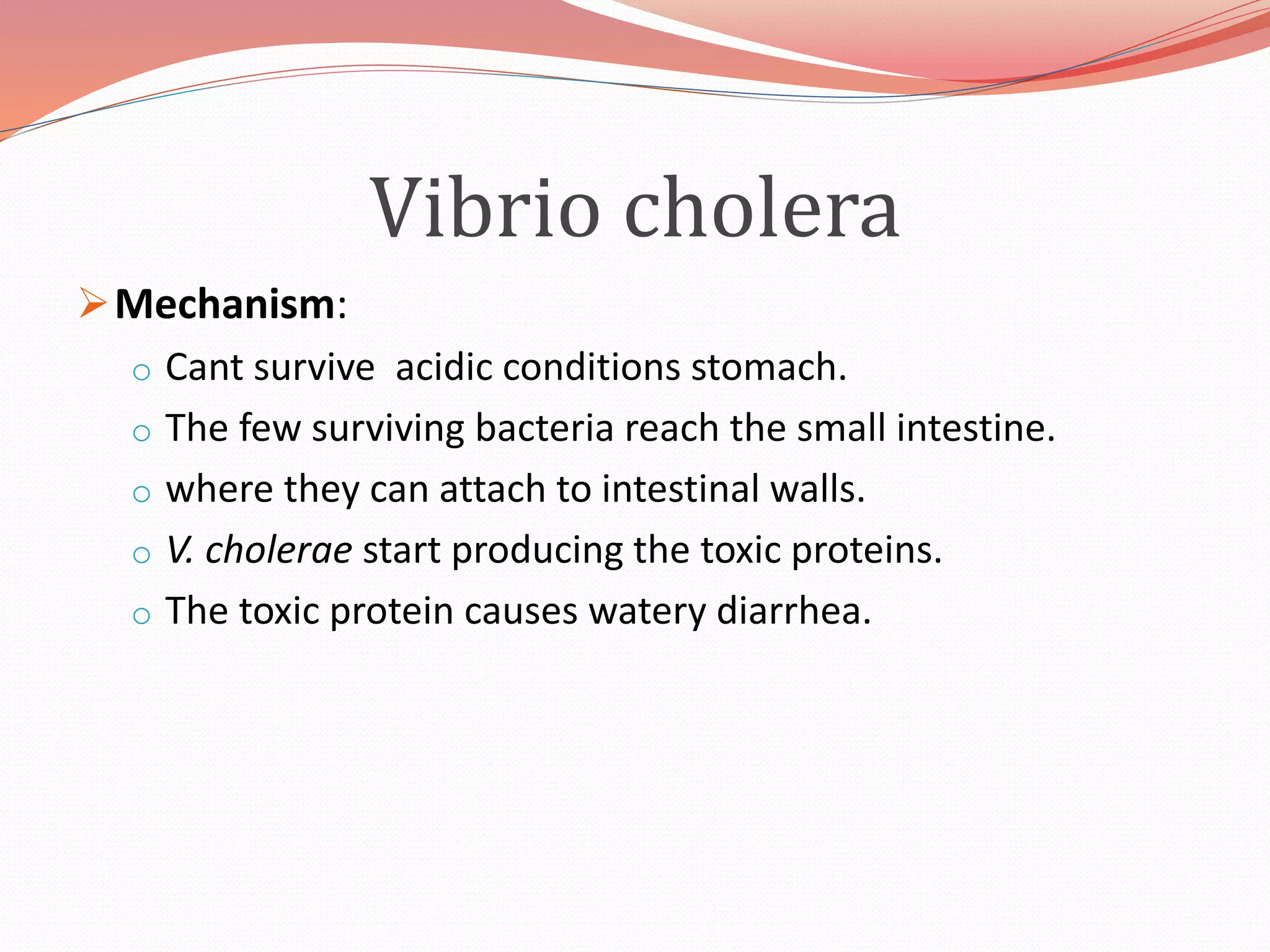 Vibrio cholera | PPTX