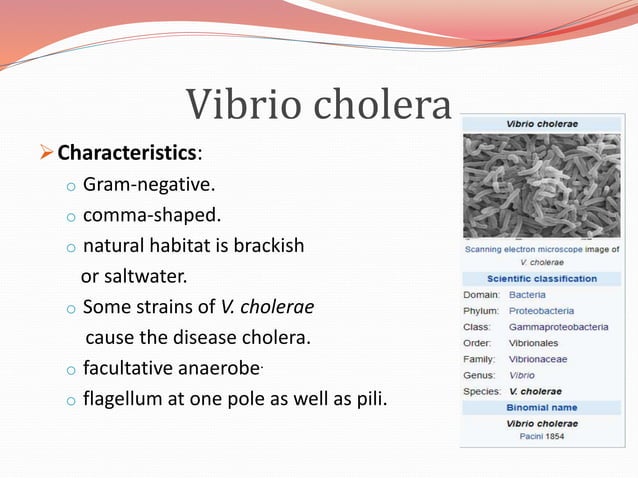 Vibrio cholera | PPTX