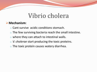 Vibrio cholera | PPTX