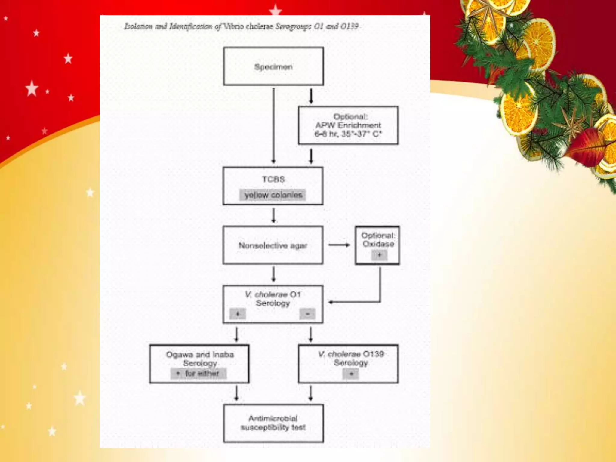 Vibrio cholerae PPT for students | PPTX