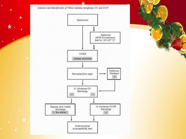 Vibrio cholerae PPT for students | PPTX