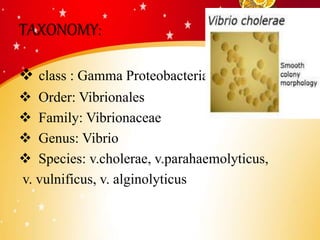 Vibrio cholerae PPT for students | PPTX
