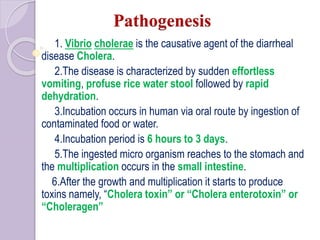 Vibrio cholerae | PPTX
