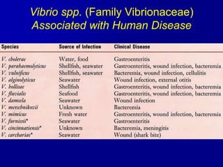 Vibrio_cholerae.ppt | Infectious Diseases | Diseases and Conditions