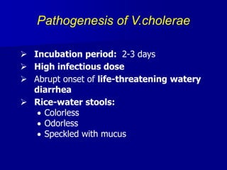 Vibrio_cholerae.ppt | Infectious Diseases | Diseases and Conditions
