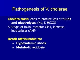 Vibrio_cholerae.ppt | Infectious Diseases | Diseases and Conditions