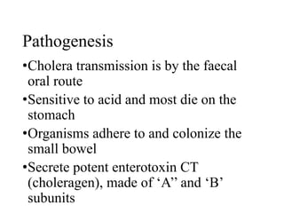 Vibrio cholerae.ppt