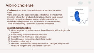 vibrio cholerae morphology and pathogenesis | PPTX