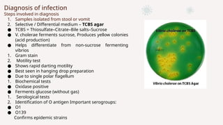 vibrio cholerae morphology and pathogenesis | PPTX