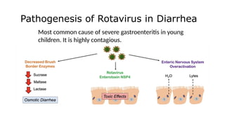 Vibrio cholera, Pathogenesis, Mode of transmission, symptoms and ...