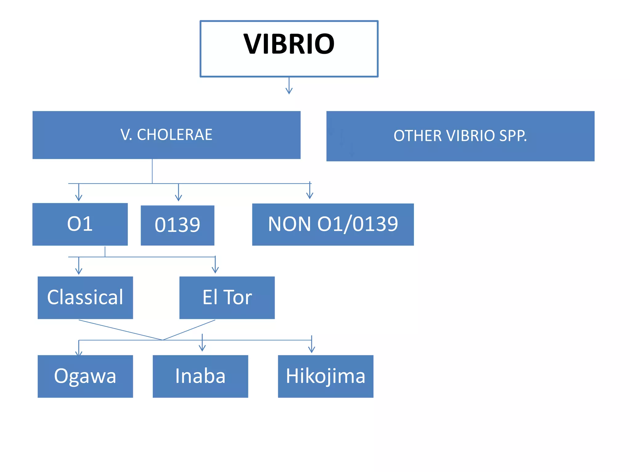 Vibrio cholerae non 01 | PPTX