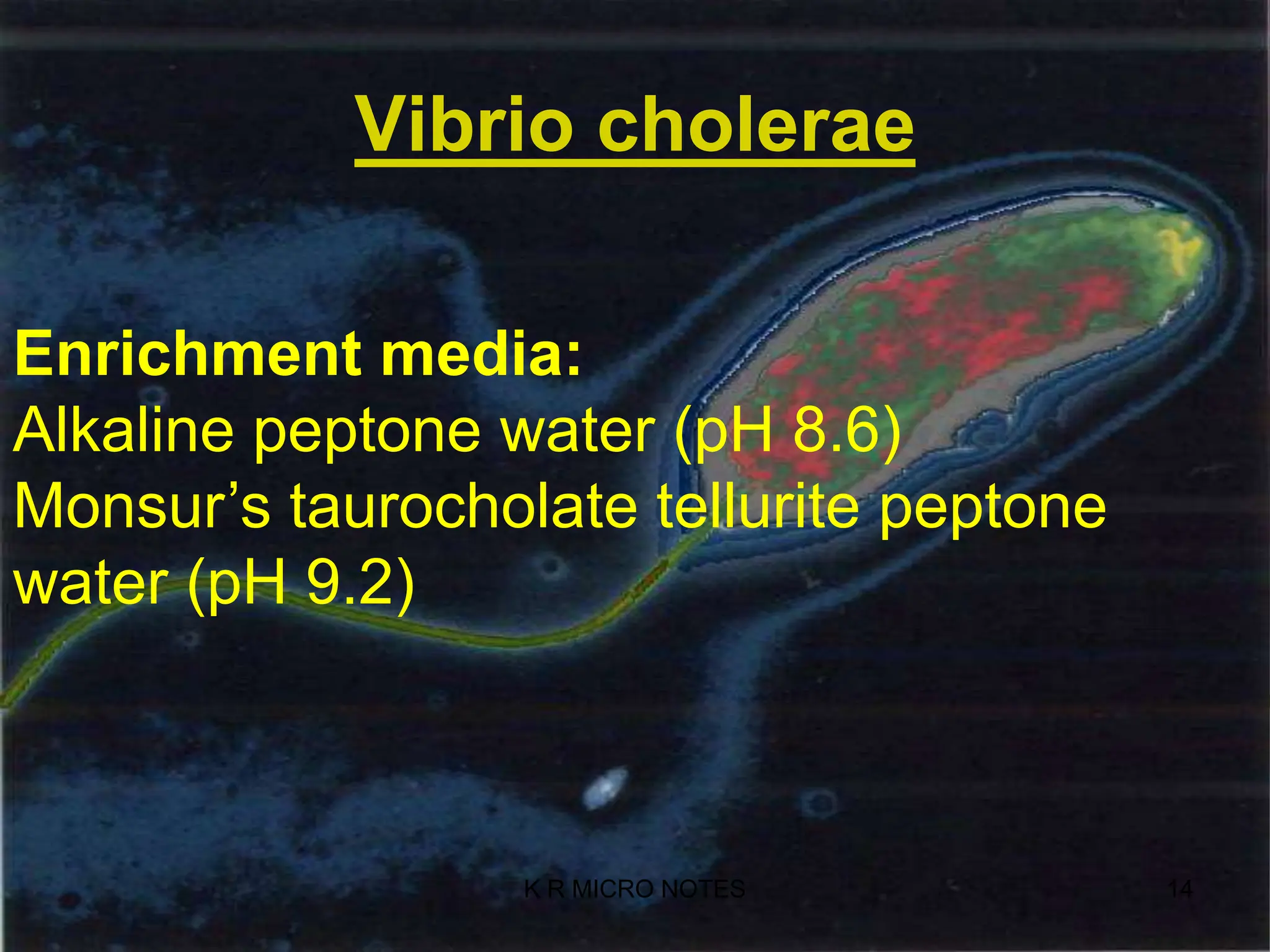 Vibrio Cholera .ppt