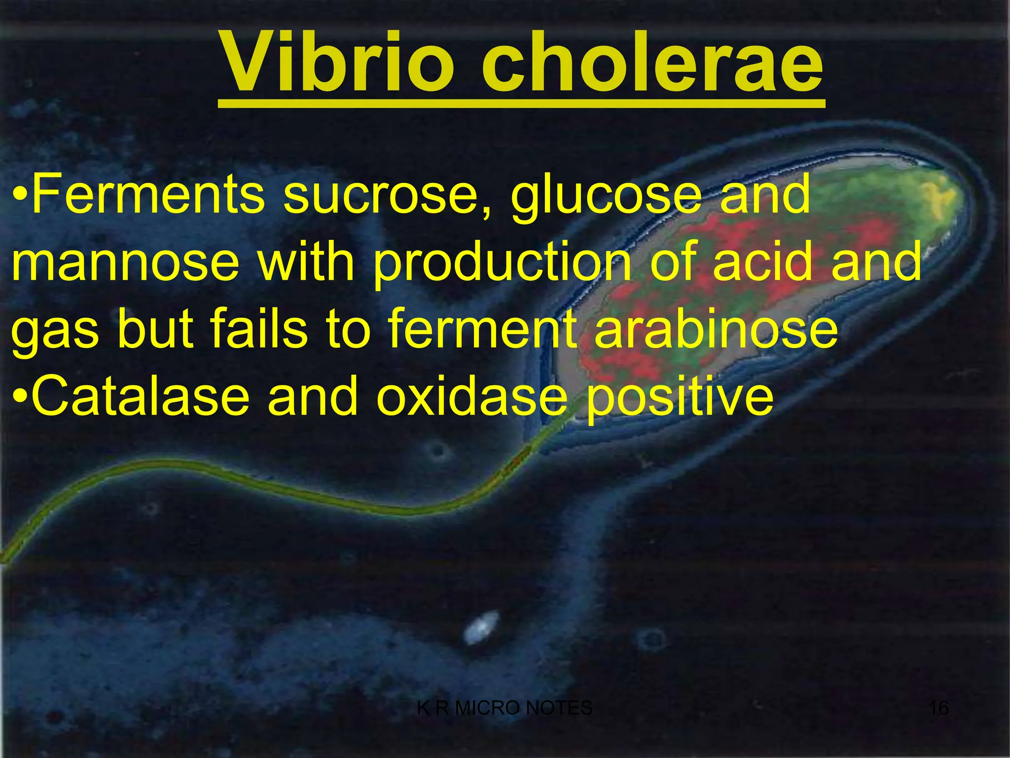 Vibrio Cholera .ppt