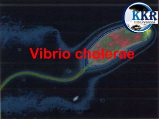 Vibrio Cholera .ppt