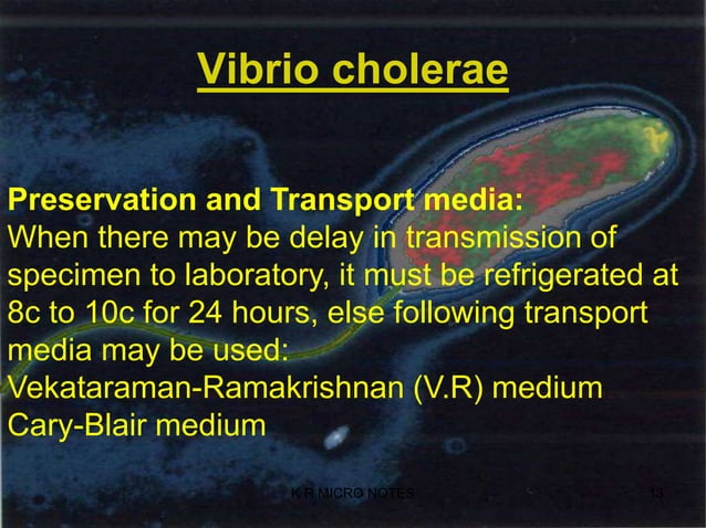 Vibrio Cholera .ppt | Digestive Disorders | Diseases and Conditions
