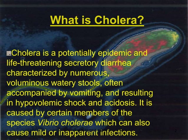 Vibrio Cholera .ppt | Digestive Disorders | Diseases and Conditions