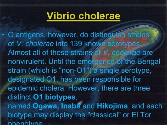 Vibrio Cholera .ppt | Digestive Disorders | Diseases and Conditions