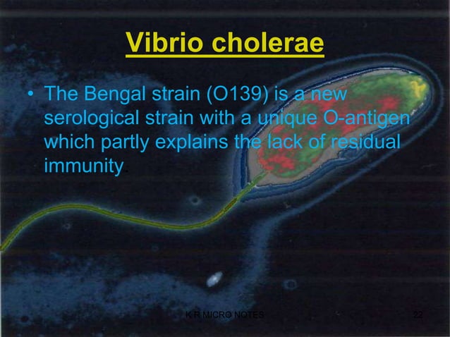 Vibrio Cholera .ppt | Digestive Disorders | Diseases and Conditions