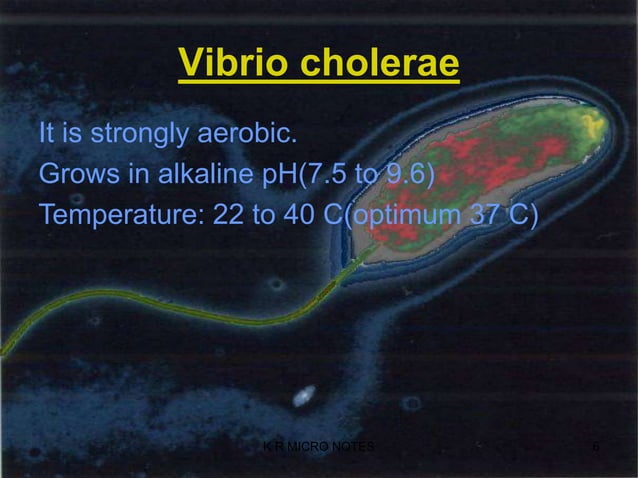 Vibrio Cholera .ppt | Digestive Disorders | Diseases and Conditions