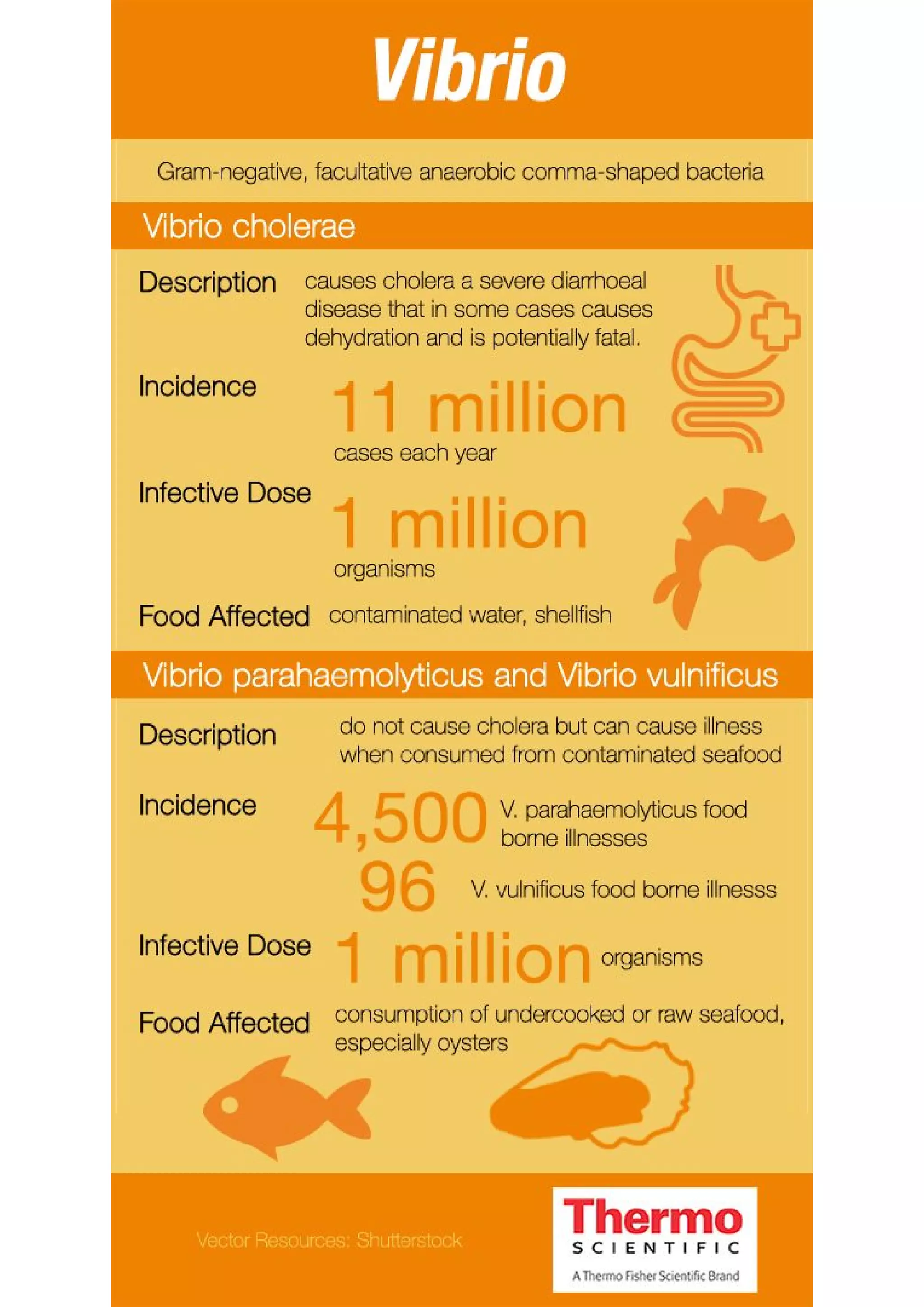 Vibrio Infographic | PDF