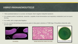 Vibrio Parahaemolyticus