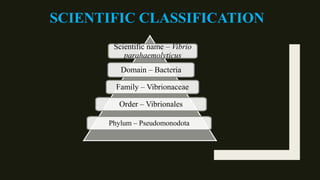 Vibrio parahaemolyticus (Gram negative bacteria) | PPTX