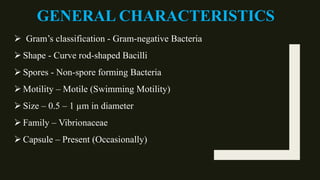 Vibrio parahaemolyticus (Gram negative bacteria) | PPT