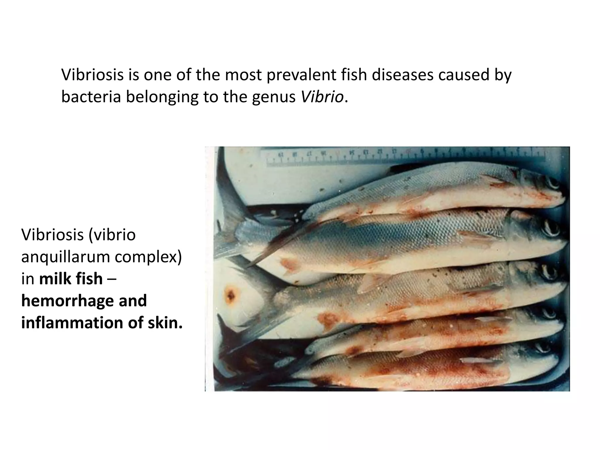 Vibriosis in fish | PPTX