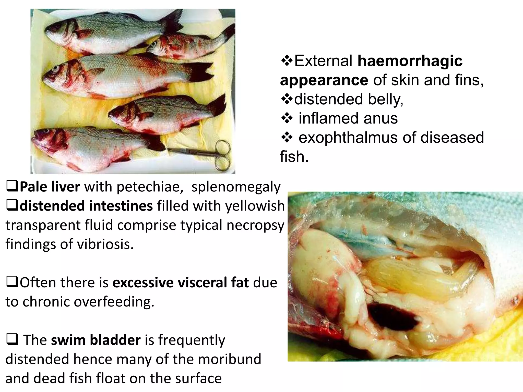 Vibriosis in fish | PPTX