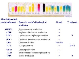 Vibriosis in fish | PPTX