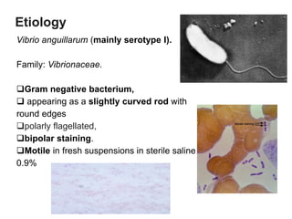 Vibriosis in fish | PPTX