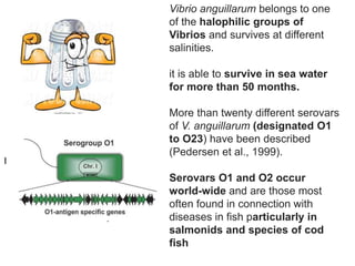 Vibriosis in fish | PPTX