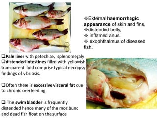 Vibriosis in fish | PPTX