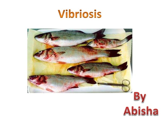 Vibriosis in Fish Caused by Vibrio anguillarum Bacteria | PPT