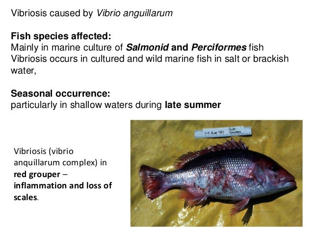 Vibriosis in fish