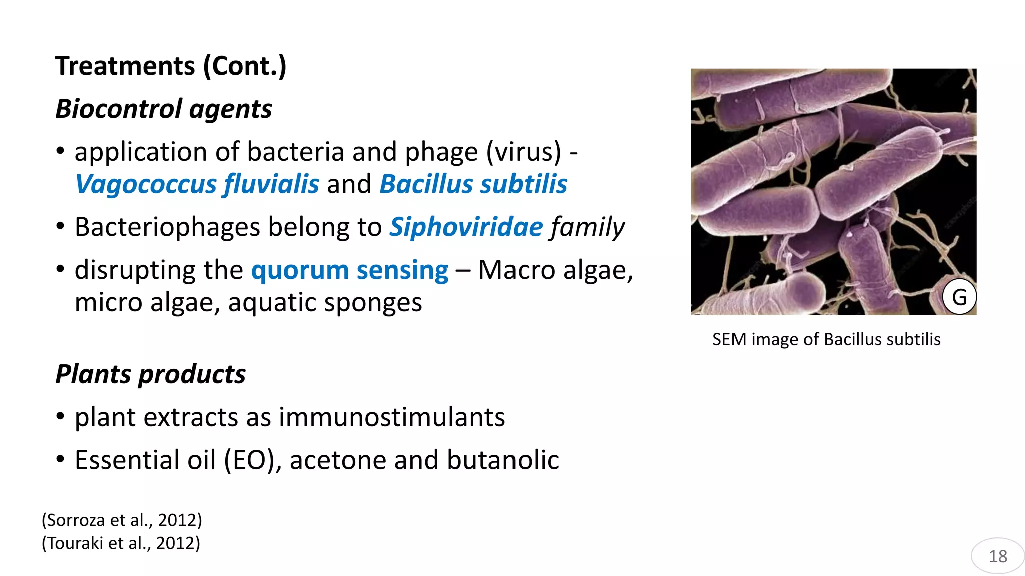 Vibriosis in marine fish | PPTX