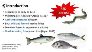 Vibriosis in marine fish | PPTX